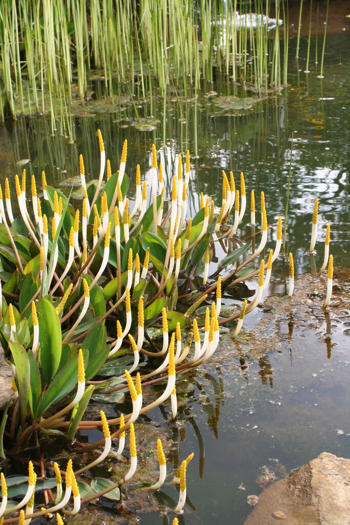 ORONTIUM WODNE PIĘKNA ROŚLINA BIAŁO ŻÓŁTE KWIATY do oczka wodnego ...