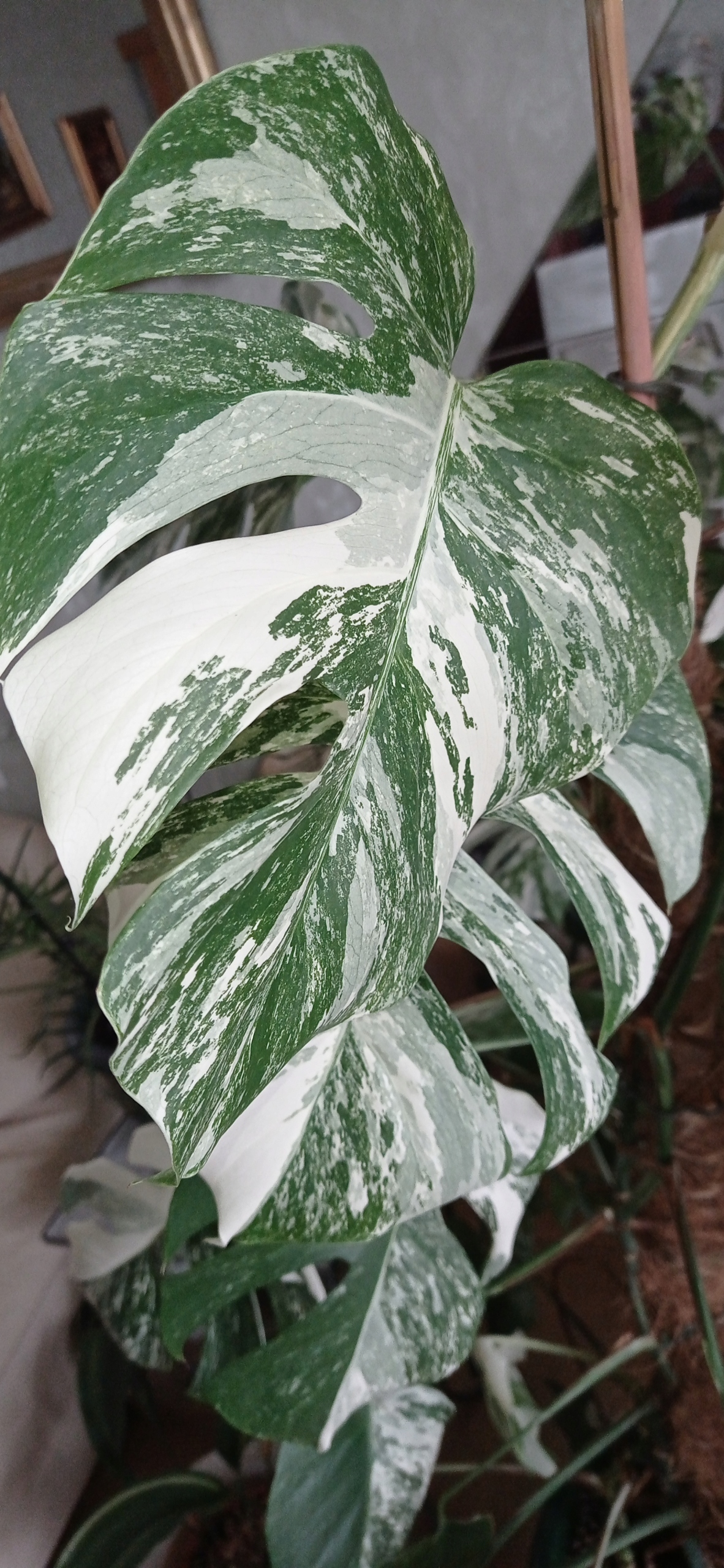 MONSTERA VARIEGATA monstera • Cena, Opinie • Rośliny doniczkowe ...