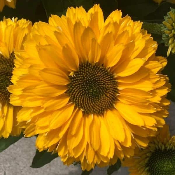 Třapatka SunSeekers GOLDEN SUN za 180.00CZK - Allegro