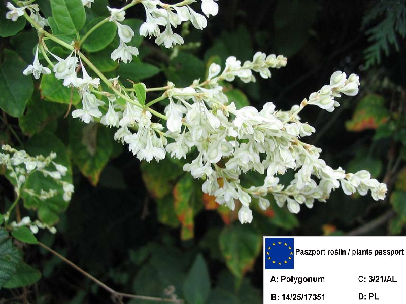 Rdest 'Fallopia auberti' AUBERTA • Cena, Opinie • Drzewa i krzewy ...