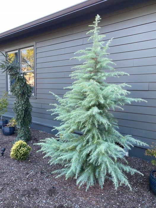 MAJESTATYCZNE DRZEWO Cedr himalajski Cedrus deodara (Cedrus deodara C2 ...