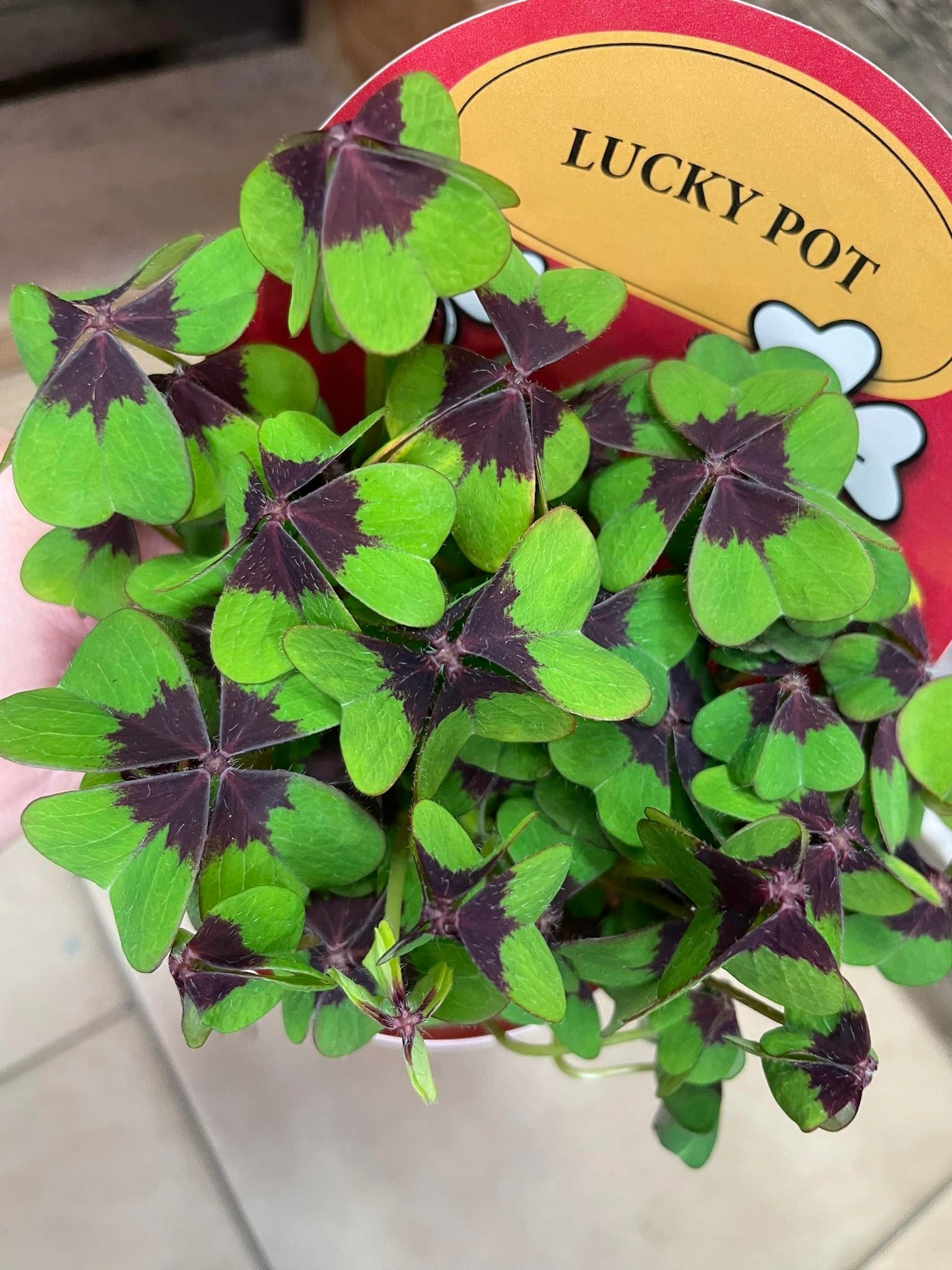 Oxalis deppei Szczawik Deppego 13715178765 - Allegro.pl