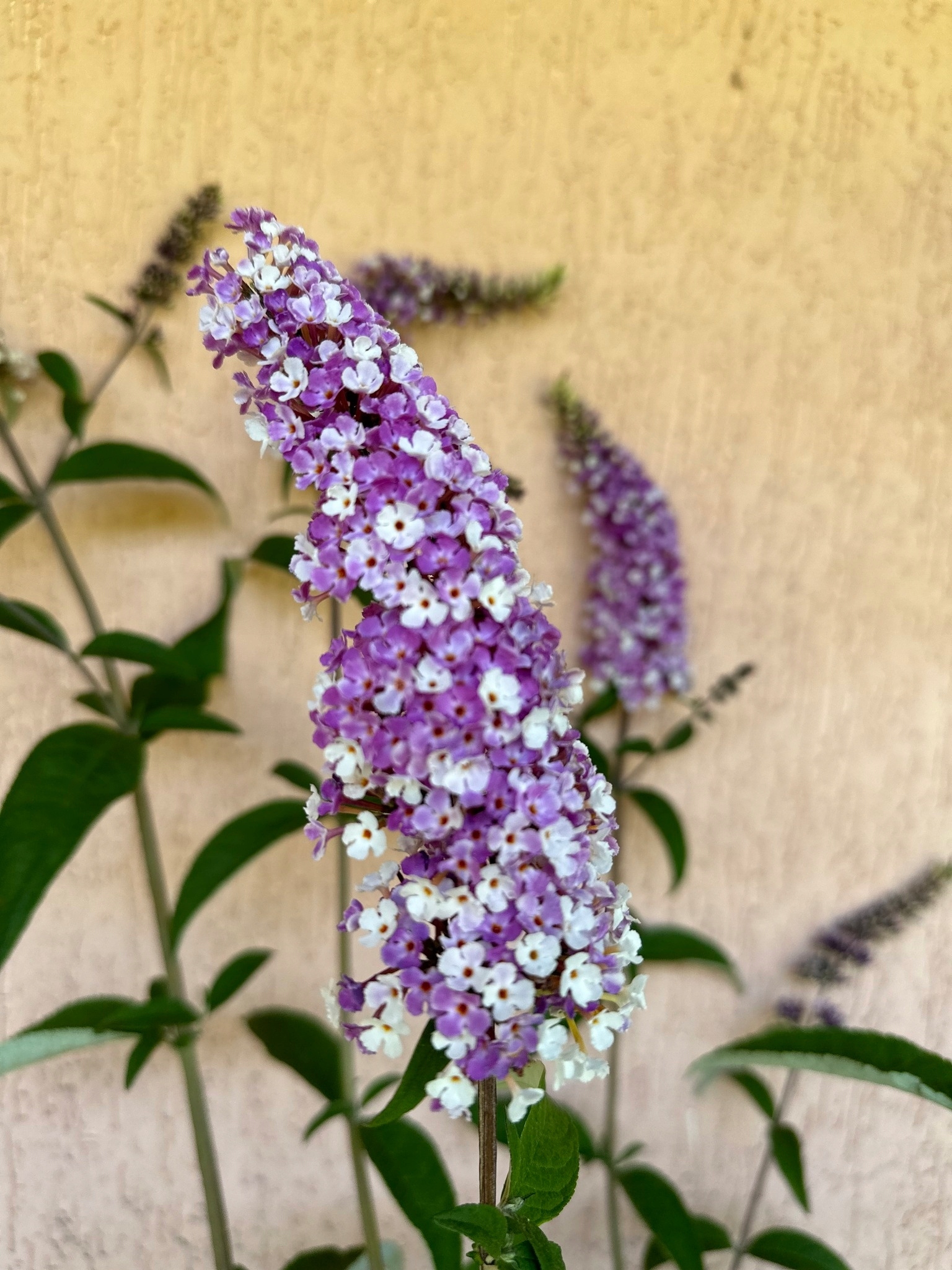 Budleja Davida Berries & Cream 'Pmoore14' (Buddleja davidii) za 442 ...