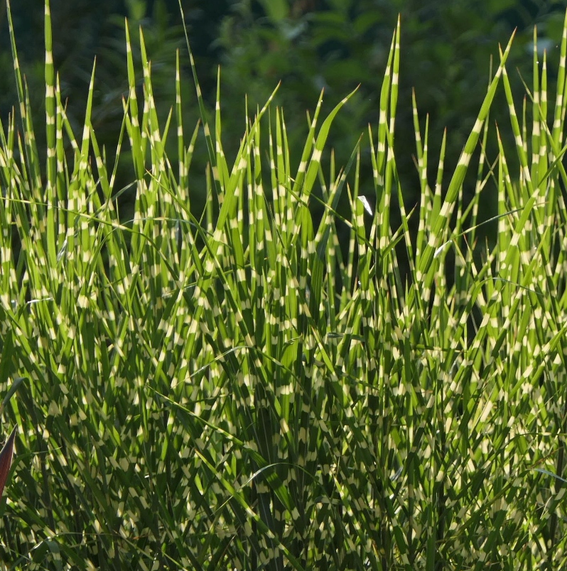 Miskant Little Zebra - Rośliny ogrodowe - Największy wybór roślin ...