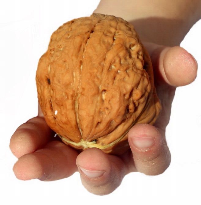 ORZECH WŁOSKI JACEK - WIELKI OWOC (5904238956670) • Cena, Opinie ...