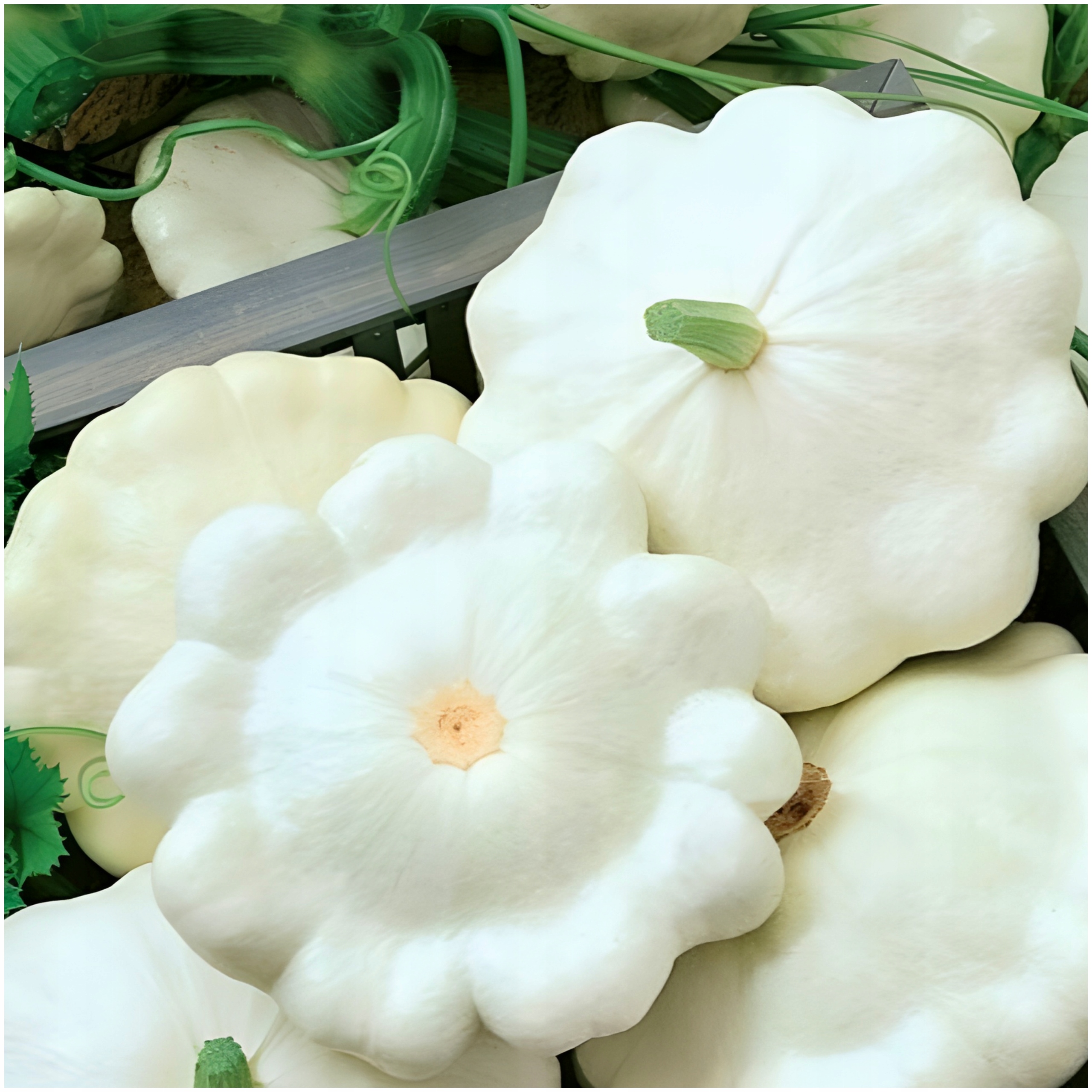 PATISON BIAŁY CUSTARD WHITE BOGACTWO WITAMINY C nasiona 2g • Cena ...