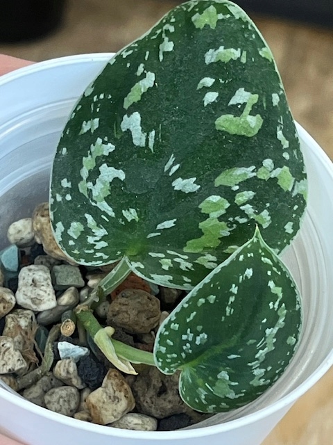 Scindapsus Tricolor - Niska cena na Allegro