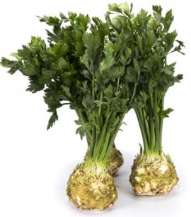 Seler President (02509555) • Cena, Opinie • Warzywa 12813560826 • Allegro