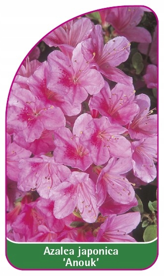 Azalea japonica 'Anouk' (mini) - B etykiety szkółkarskie (5906451041003 ...