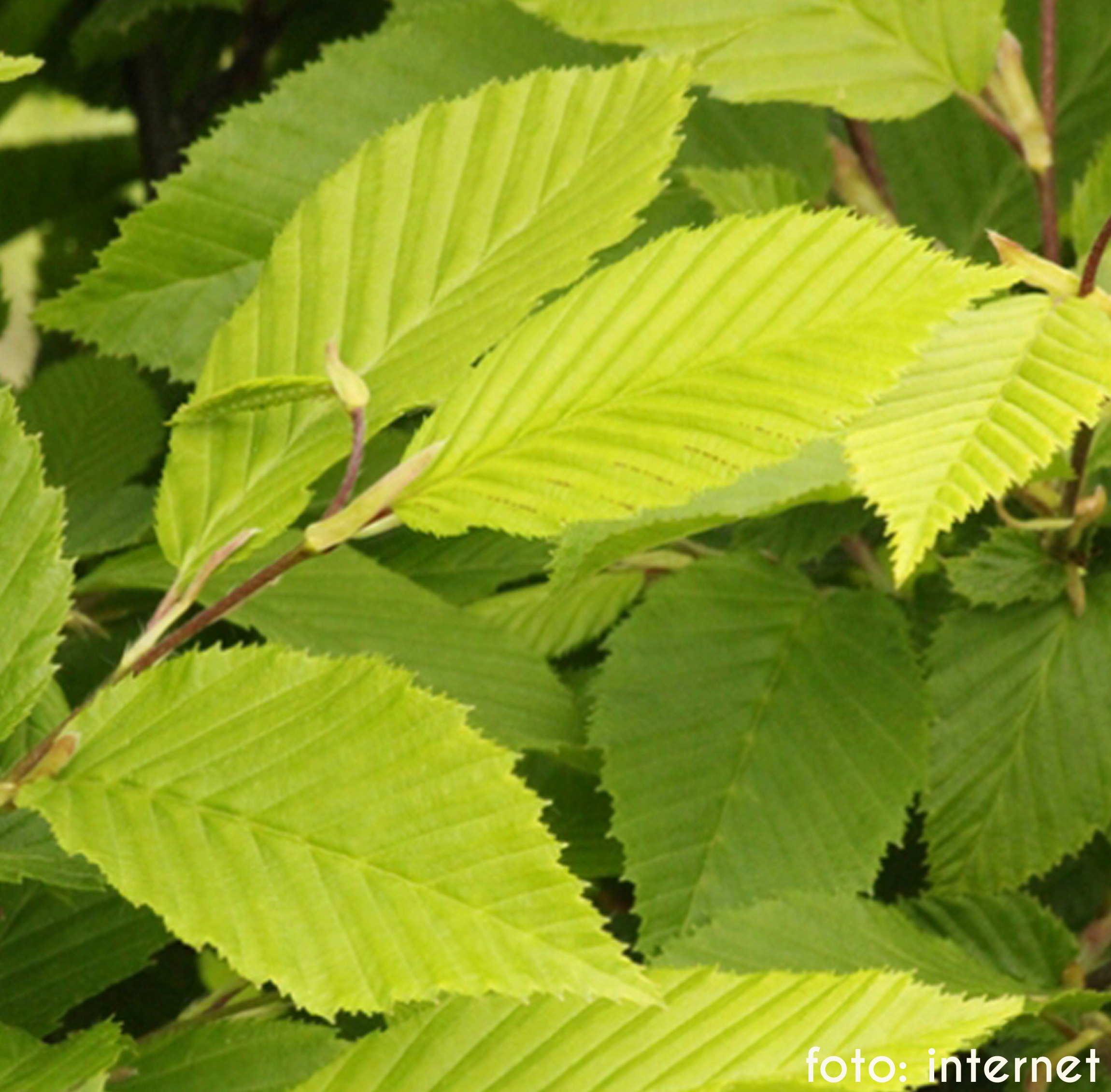 GRAB POSPOLITY FASTIGIATA PA P9/16 • Cena, Opinie • Drzewa i krzewy ...