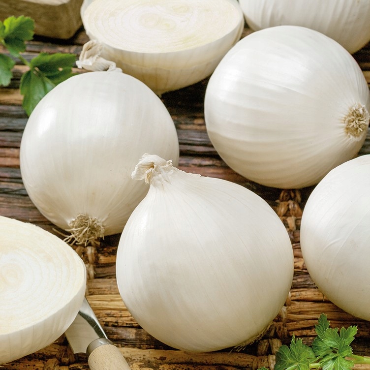 Cebula Avalon BIAŁA, DUŻA - OBFITE PLONY - Nasiona (5905745442274 ...