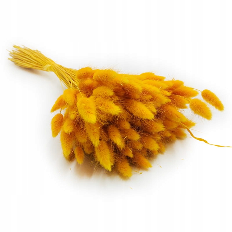 Suszony Lagurus Dmuszek jajowaty pomarańczowy (LAGURUS ROZ) • Cena ...