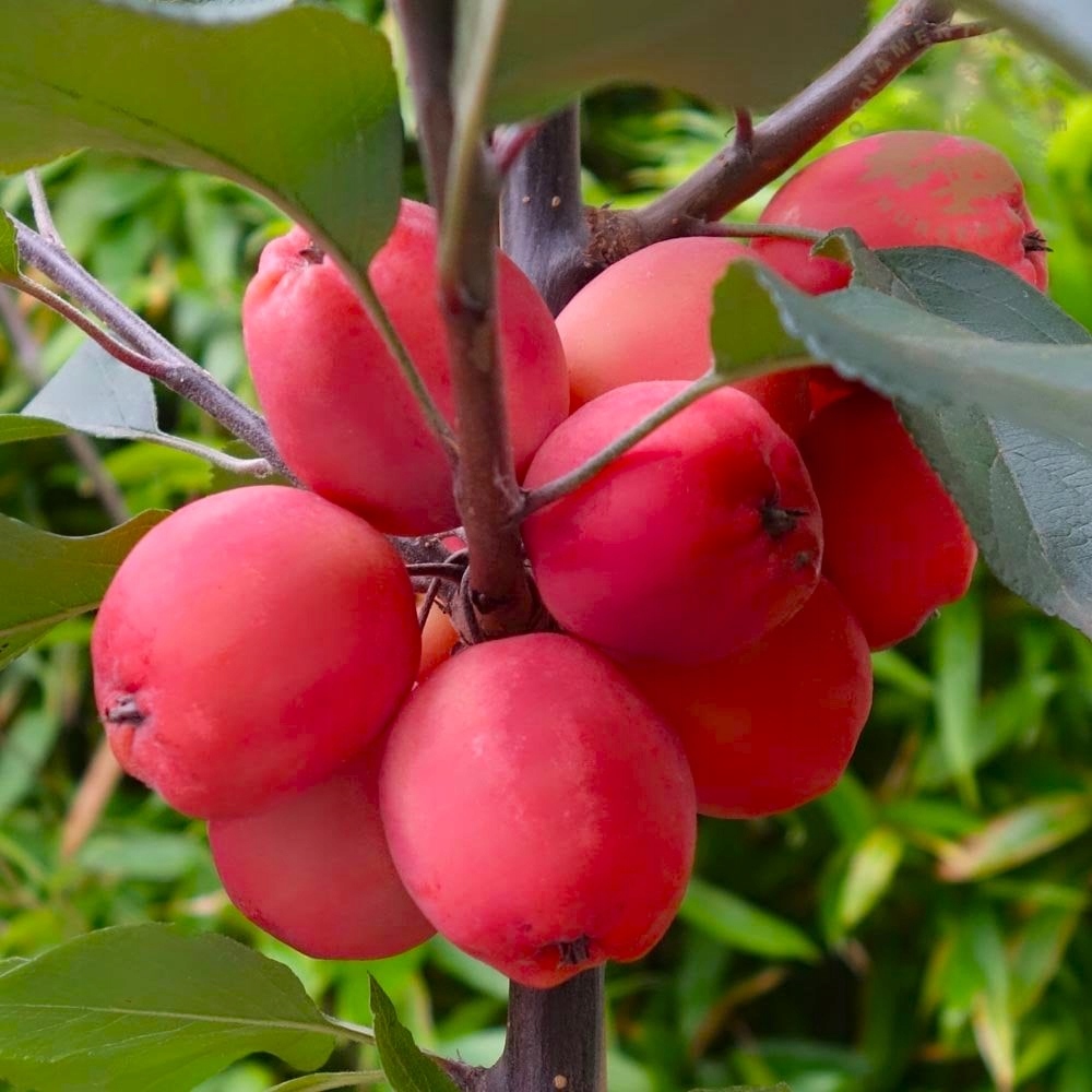 RAJSKA JABŁOŃ NEVILLE COPEMAN rzadka odmiana PIĘKNE KWIATY I MAŁE ...