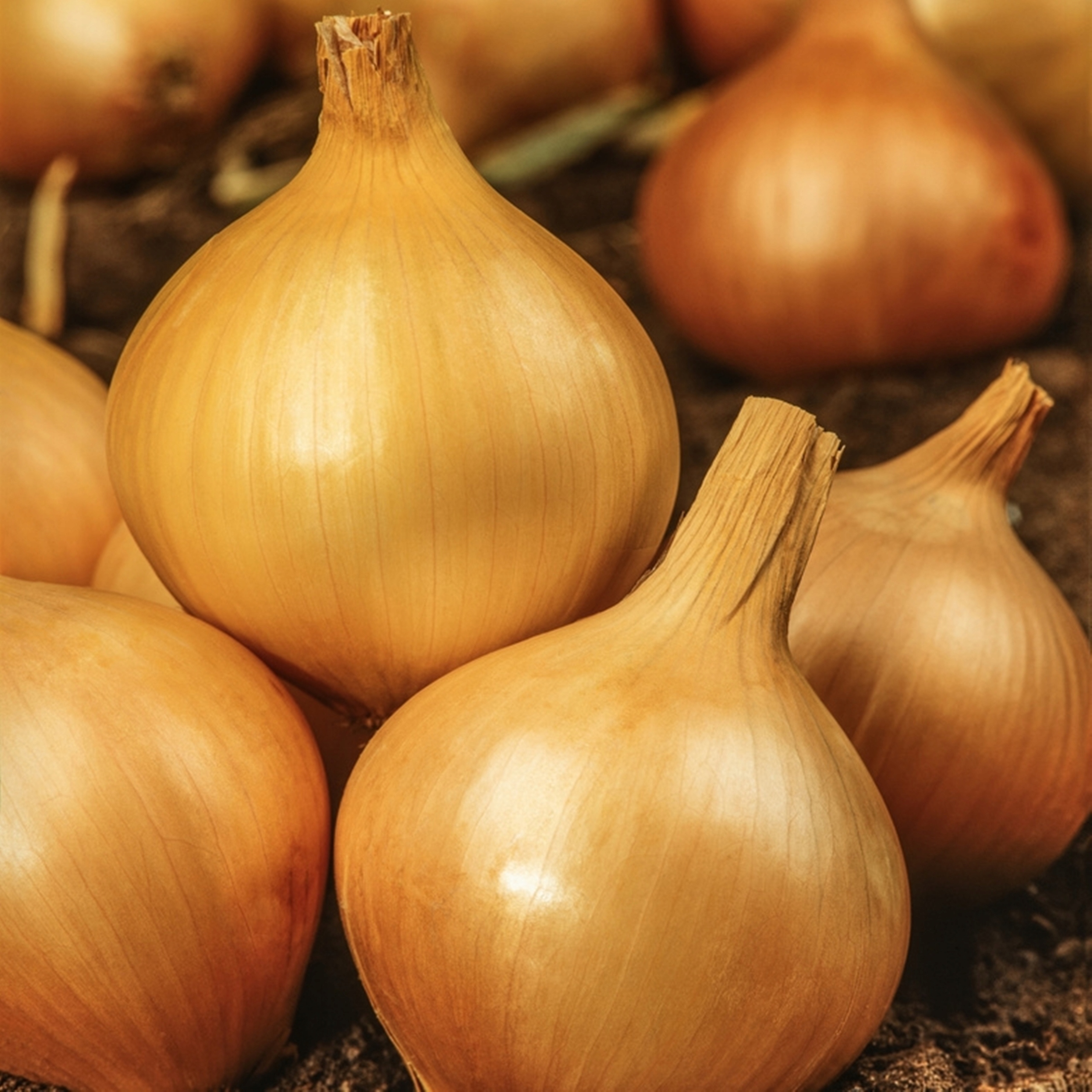 Nasiona 6,5 g (5905653400724) • Cena, Opinie • Warzywa 13069007053 ...