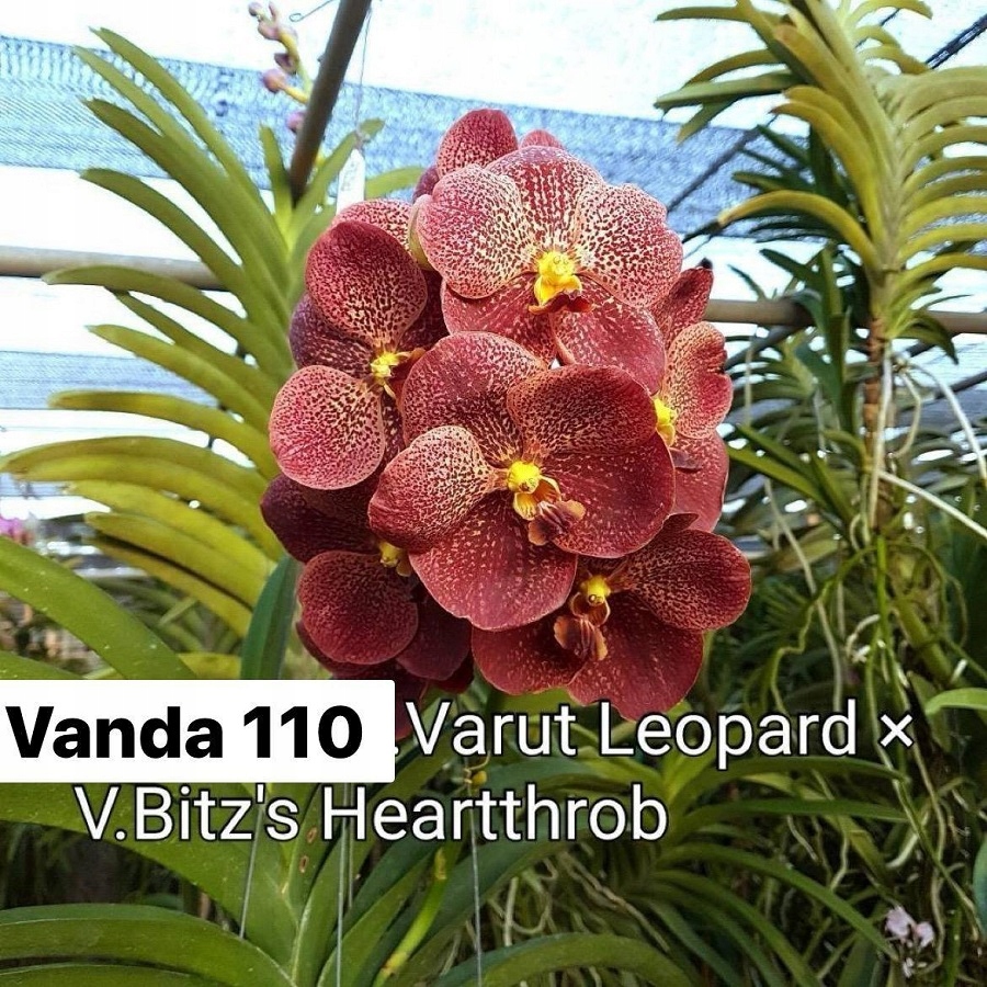 Storczyk Vanda Varut Leopard x V. Blitz’s Heartthrob, Orchidea (34 L ...