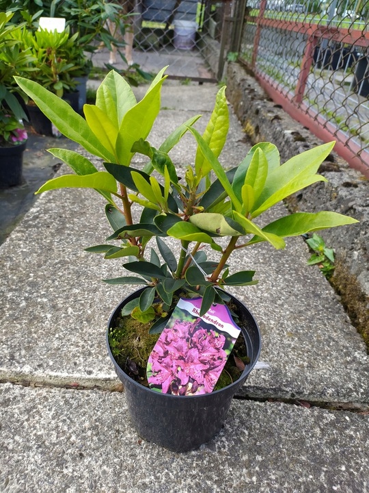 Rododendron Duży - Niska cena na Allegro.pl