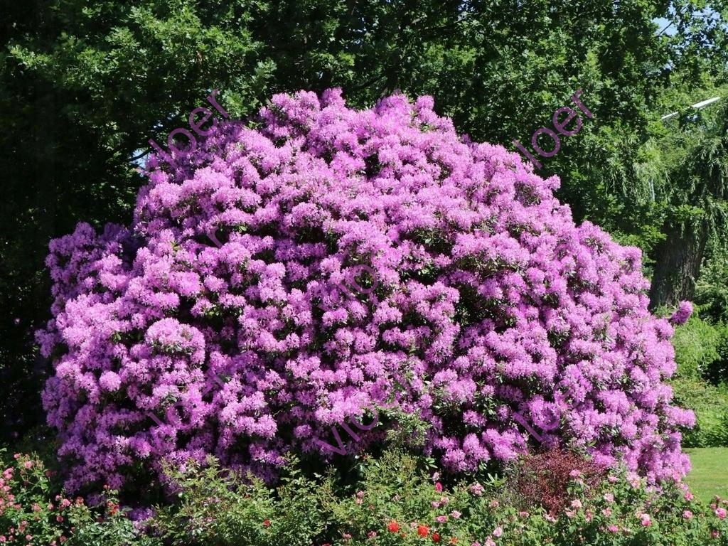 Rododendron Różanecznik Catawbiense Grandiflorum 0.5l • Cena, Opinie ...