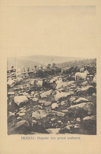 Huculi dojenie kóz - Reprodukcja 10338 • Cena, Opinie - Allegro