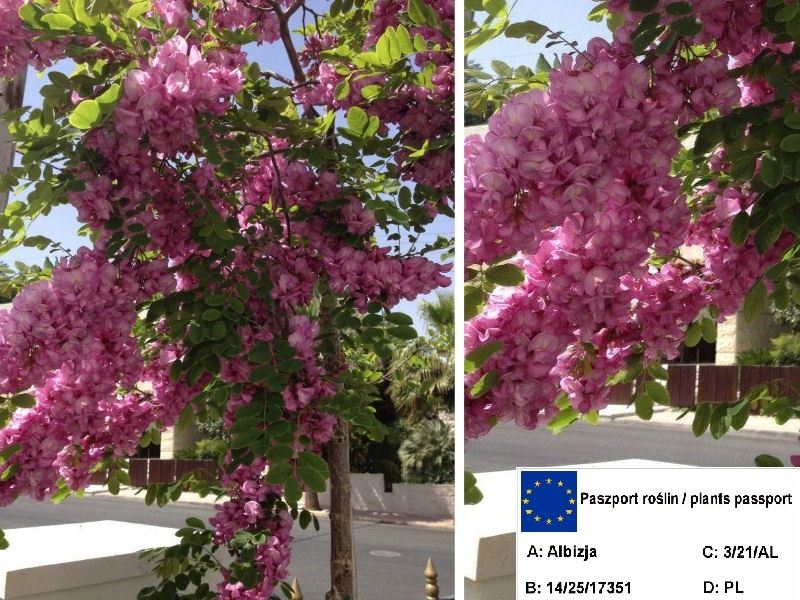 Akacja różowy sadzonka w pojemniku 2-3l 120-140 cm • Cena, Opinie ...