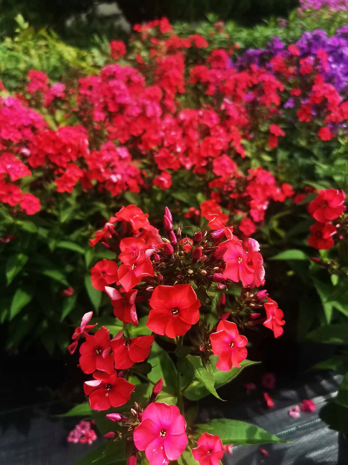 Floks czerwony, różowy sadzonka w pojemniku 1-2l • Cena, Opinie - Allegro