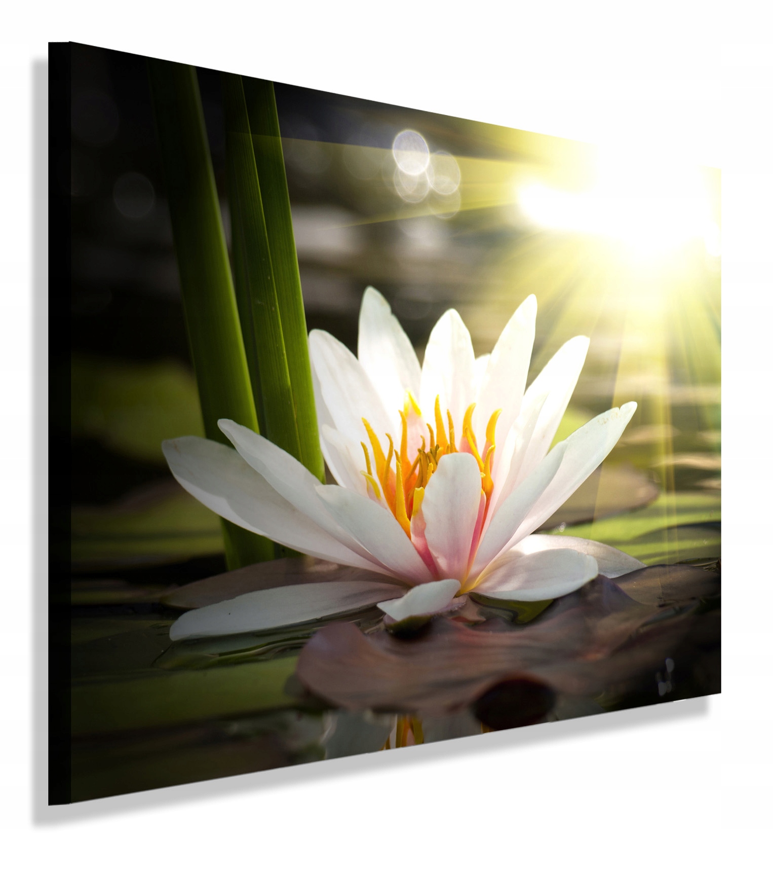 OBRAZ LILIA NA WODZIE OBRAZY CANVAS 40x40 • Cena, Opinie • Obrazy ...