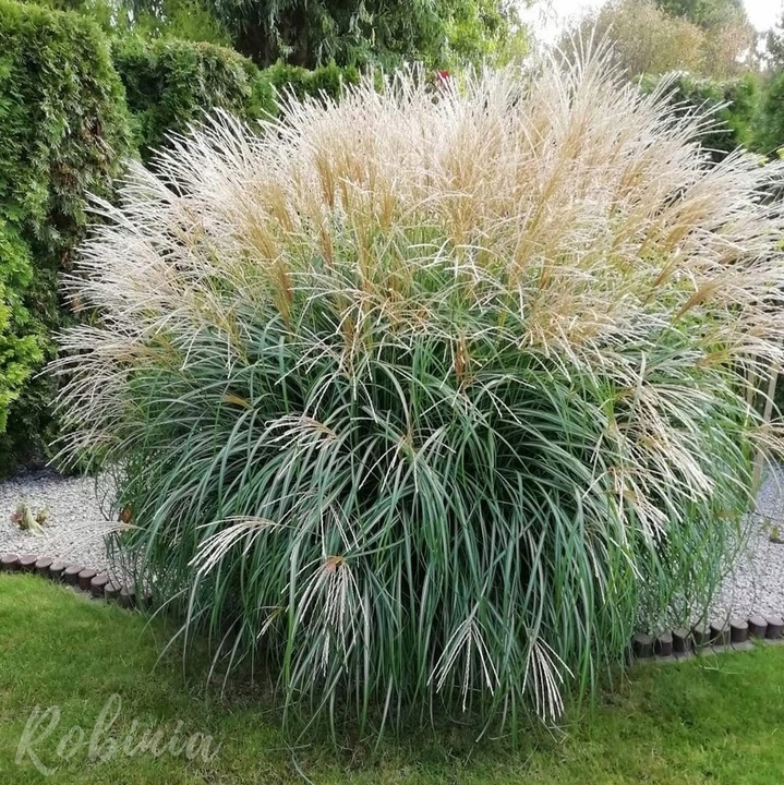 Miskant chiński 'ADAGIO' trawa ozdobna 120cm 2L • Cena, Opinie • Trawy ...