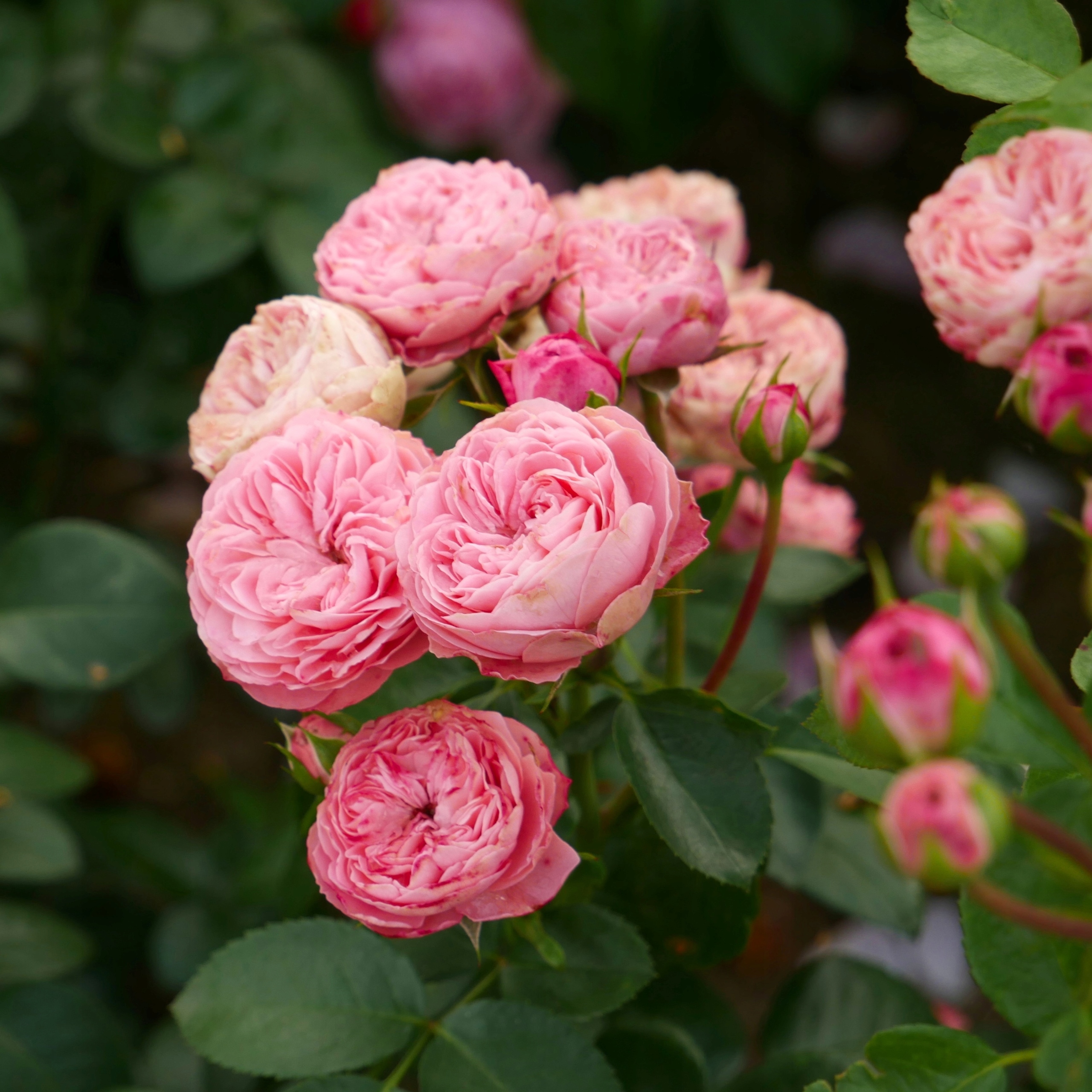 Róże w Doniczkach - Niska cena na Allegro
