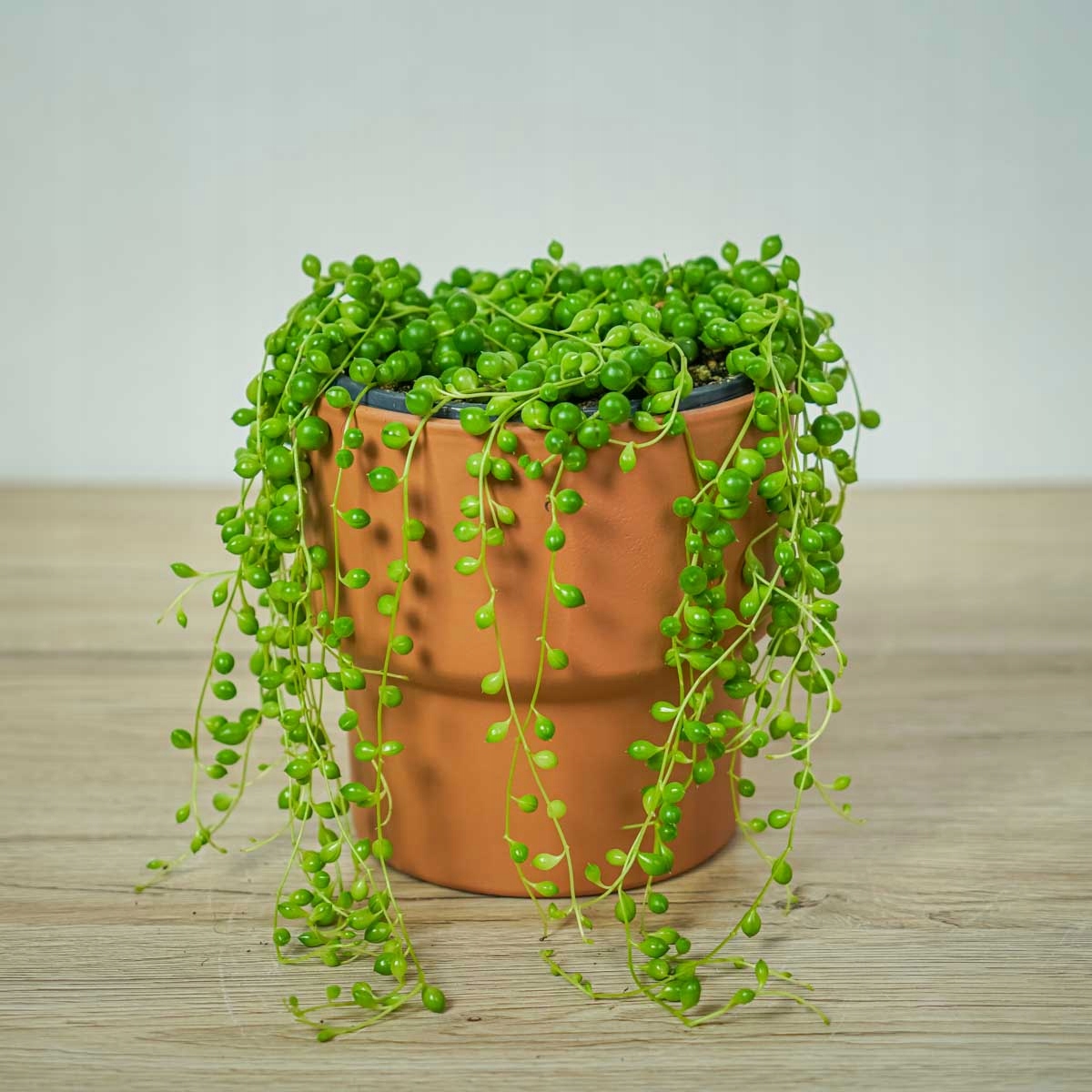 Senecio Rowleyanus Starzec Rowleya S Sznur Pereł • Cena, Opinie ...