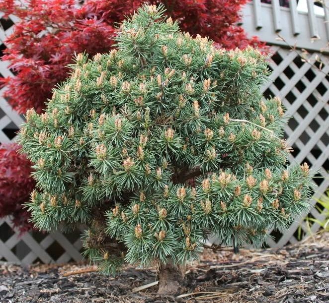 UNIKAT Sosna pospolita 'Wittichenau' DUŻE C5 • Cena, Opinie • Drzewa i ...