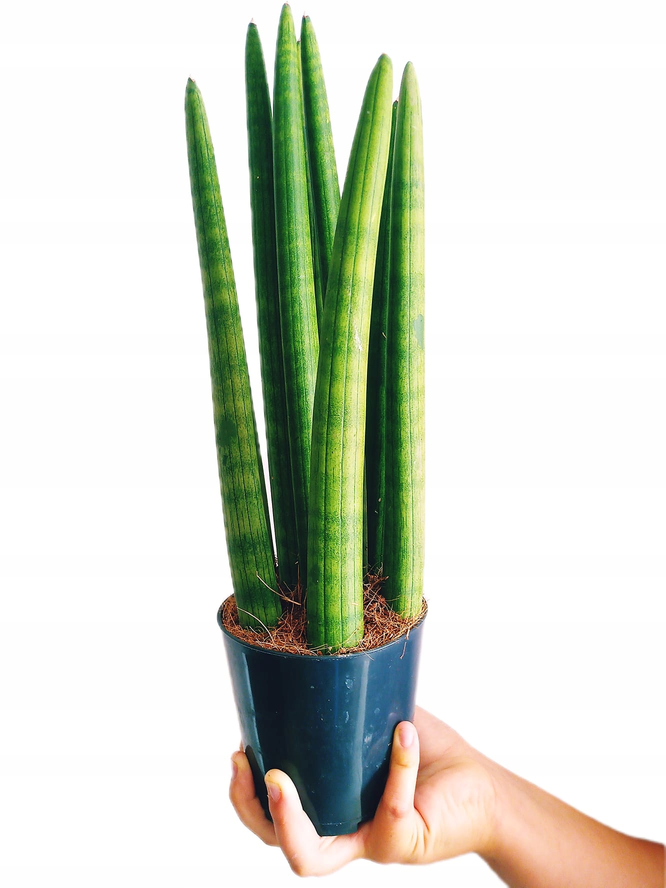 Sansewieria (Sansevieria) - Największy wybór odmian sansewierii | Allegro