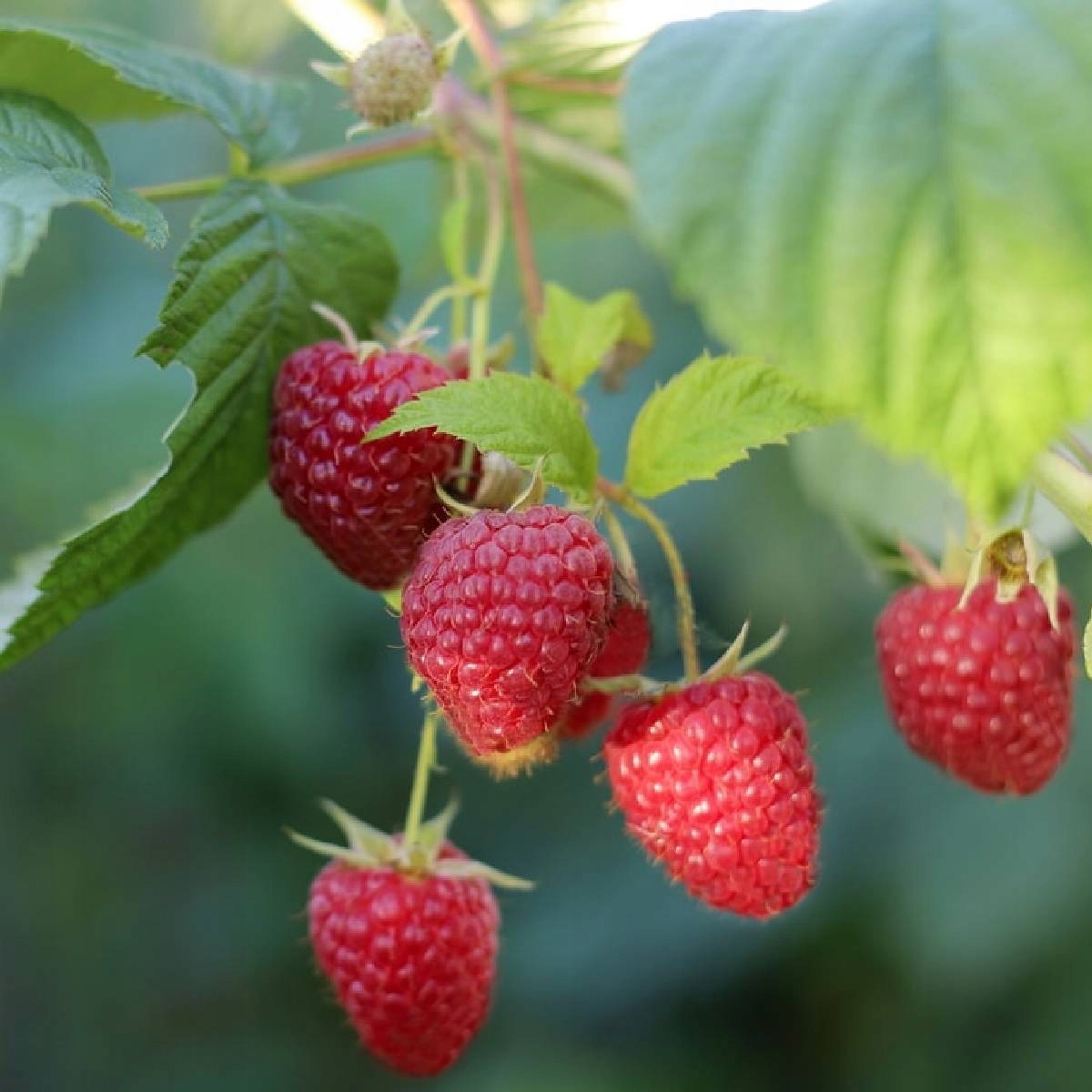Sadzonki Malin Malling Seedling - Niska cena na Allegro.pl