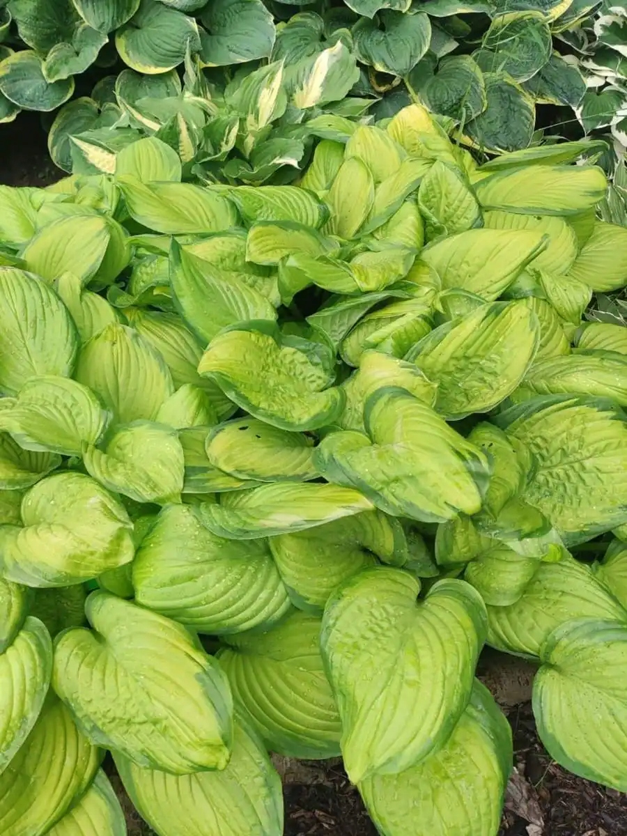 Funkia / Hosta STAINED GLASS • Cena, Opinie • Byliny ozdobne ... Funkia / Hosta STAINED GLASS • Cena, Opinie • Byliny ozdobne ...