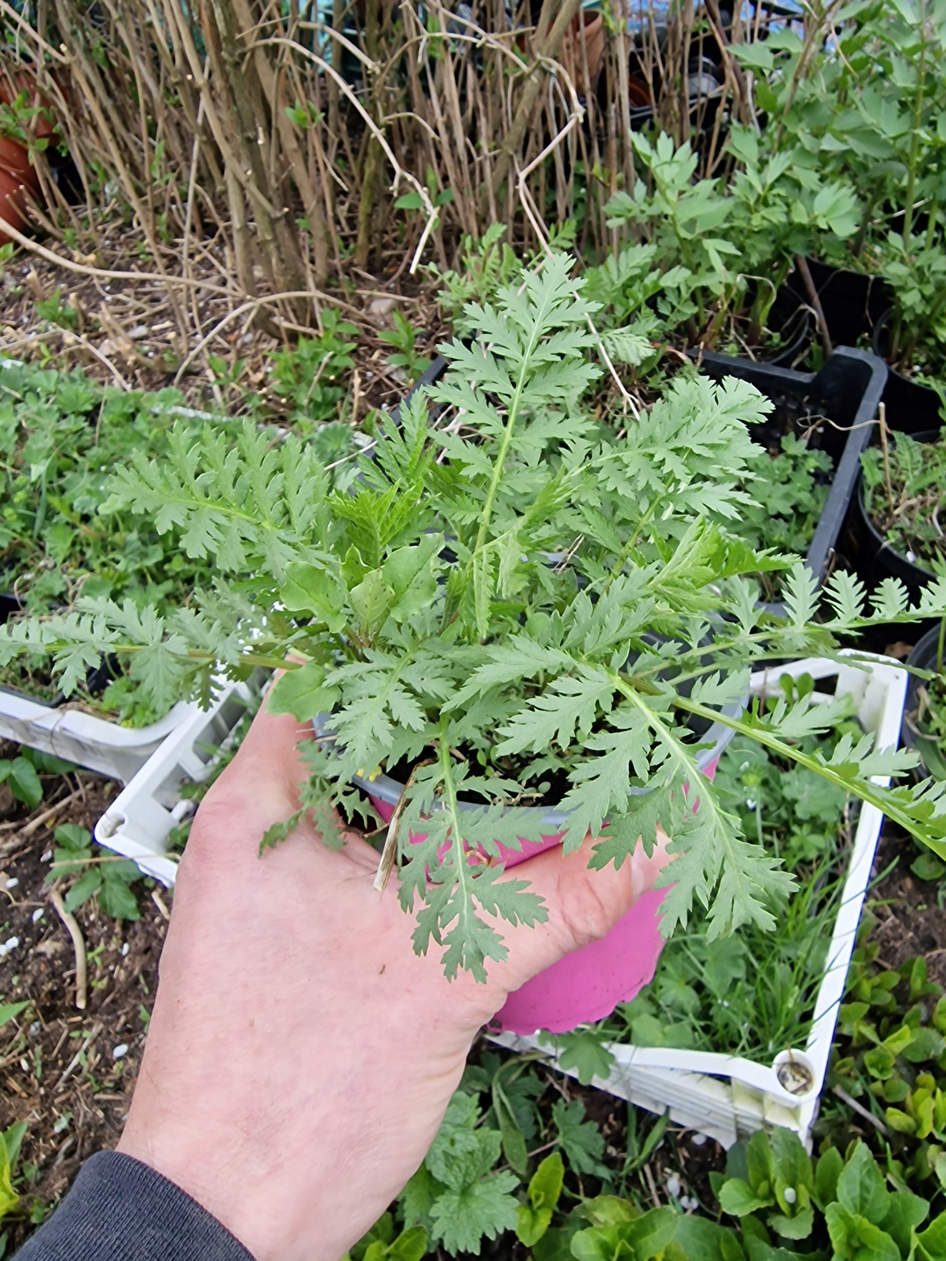 Wrotycz pospolity DUŻA sadzonka w doniczce • Cena, Opinie • Bulwy ...