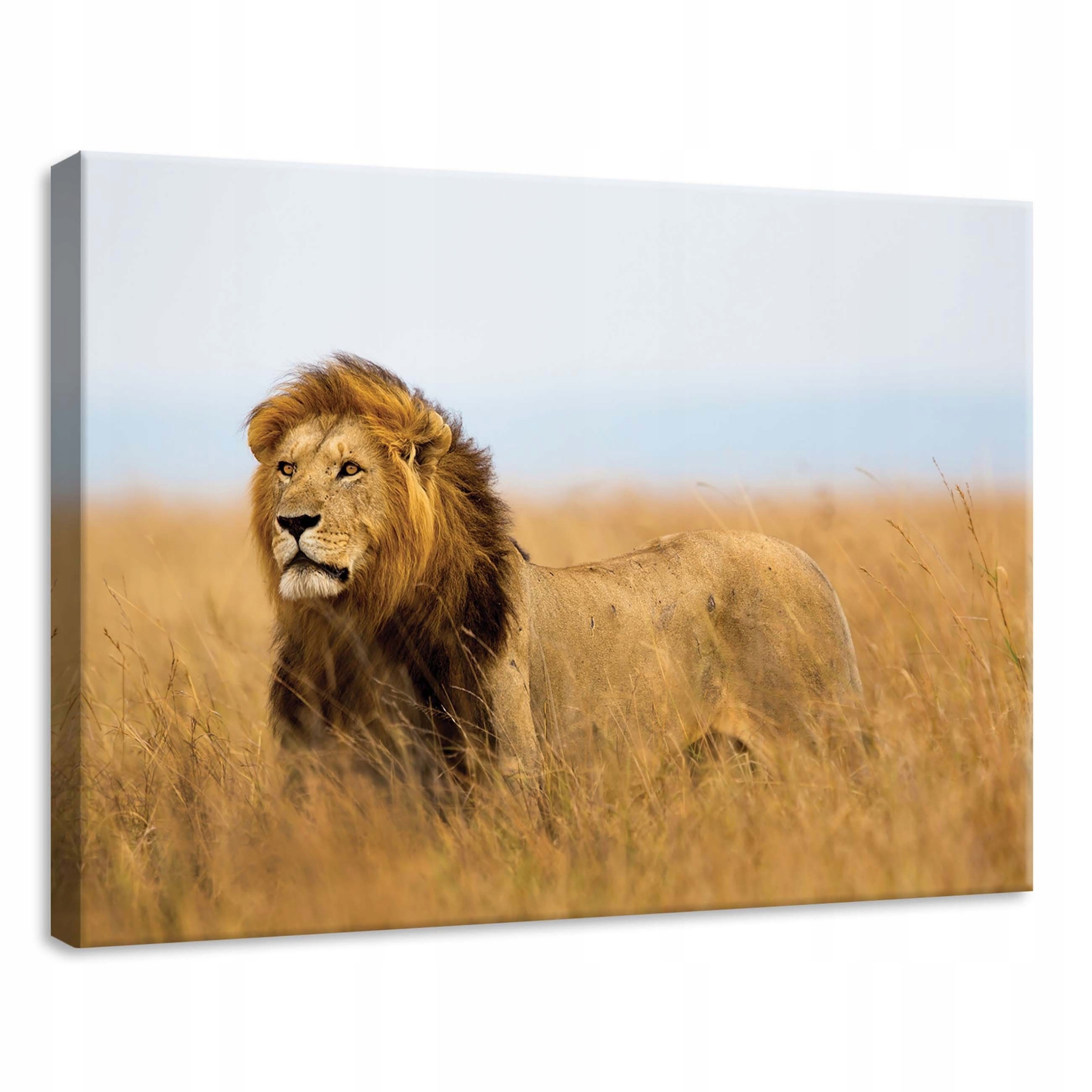 Obraz 70x50 Lev savana divoká príroda majestát pokoj grácia sila za 21 ...