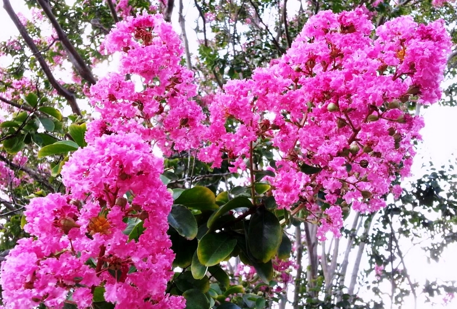 LAGERSTROEMIA PINK SADZONKA w P9 • Cena, Opinie • Drzewa i krzewy liściaste 17604437115 • Allegro