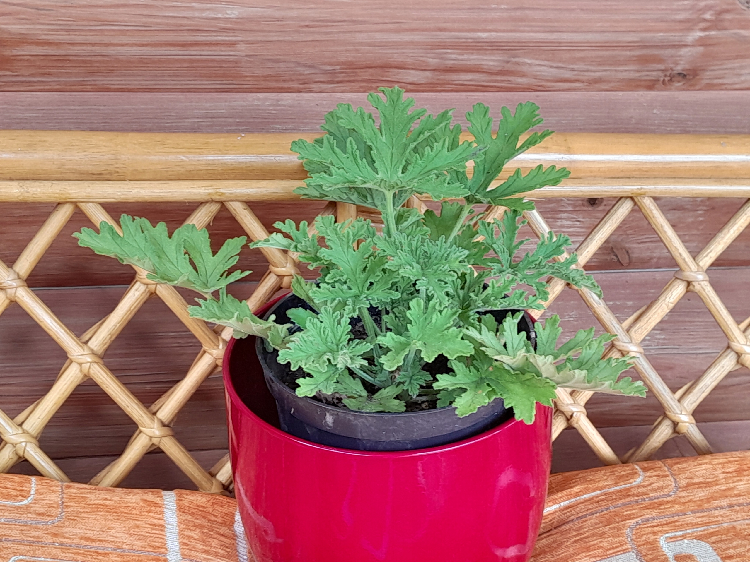 Geranium ANGINKA ROŚLINA LECZNICZA dorodne sadzonka pachnąca • Opinie ...