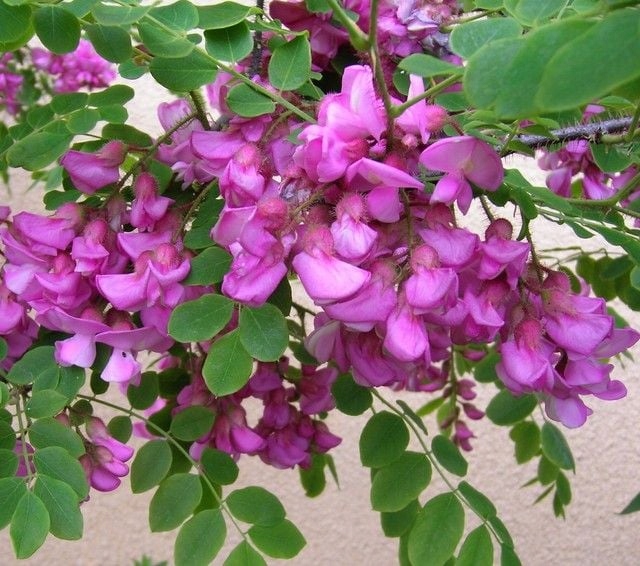 Sadzonki Akacji - Niska cena na Allegro