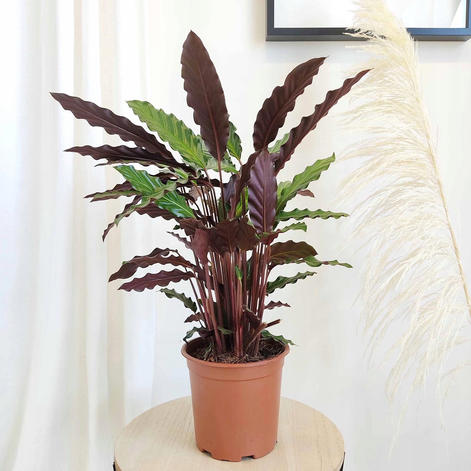 Kalatea falistolistna Calathea Rufibarba DUŻA (calathea Kalatea) • Cena ...
