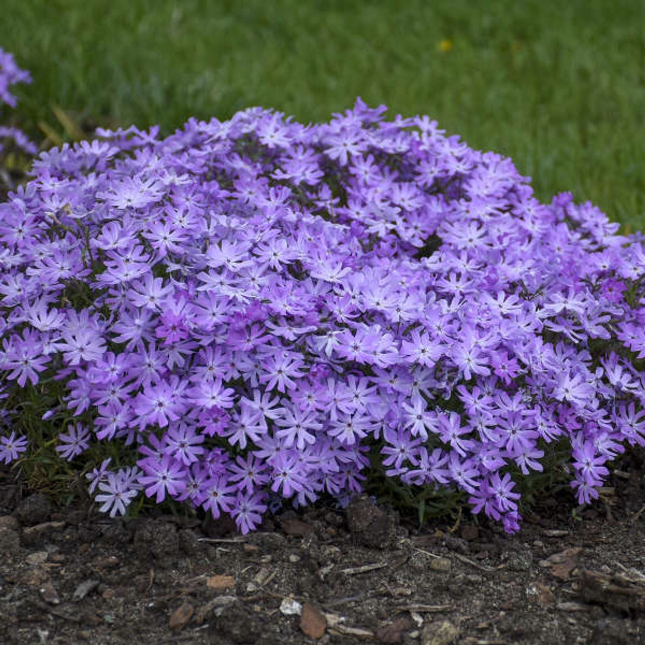 Floks Szydlasty Sadzonka - Niska cena na Allegro.pl