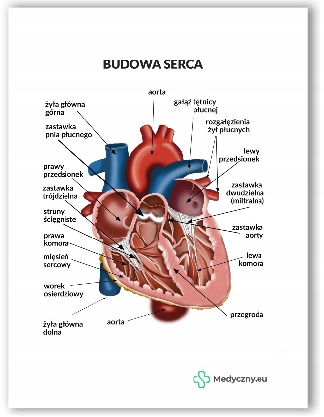 Plansza anatomiczna SERCE (5906630382057) • Cena, Opinie • Tablice medyczne 12277250416 • Allegro