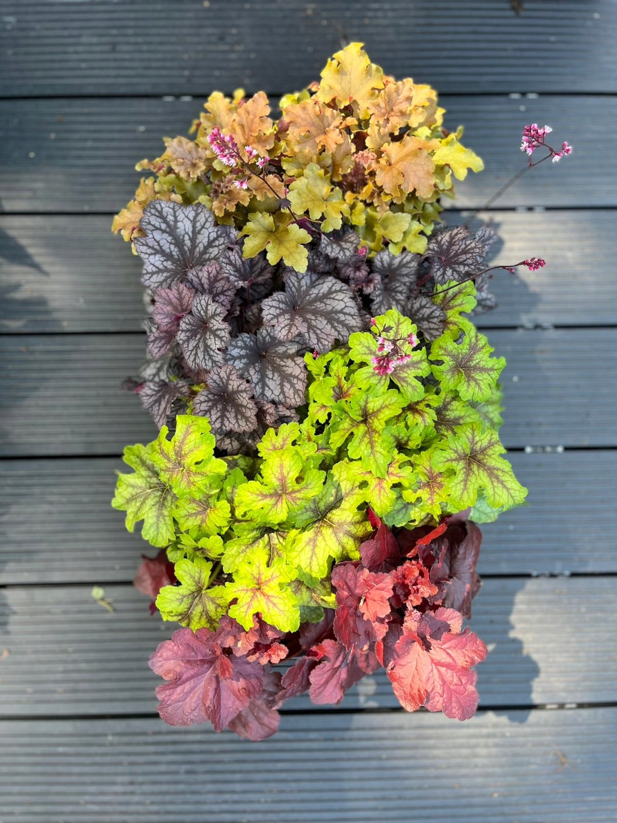 Żurawka, heuchera -mix kolorów • Cena, Opinie • Rośliny doniczkowe ...