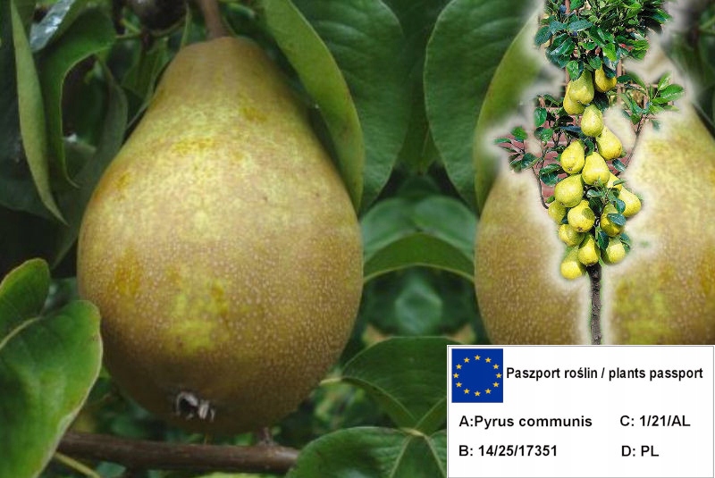 Grusze KOMISÓWKA sadzonka z gołym korzeniem 100-120 cm • Cena, Opinie ...