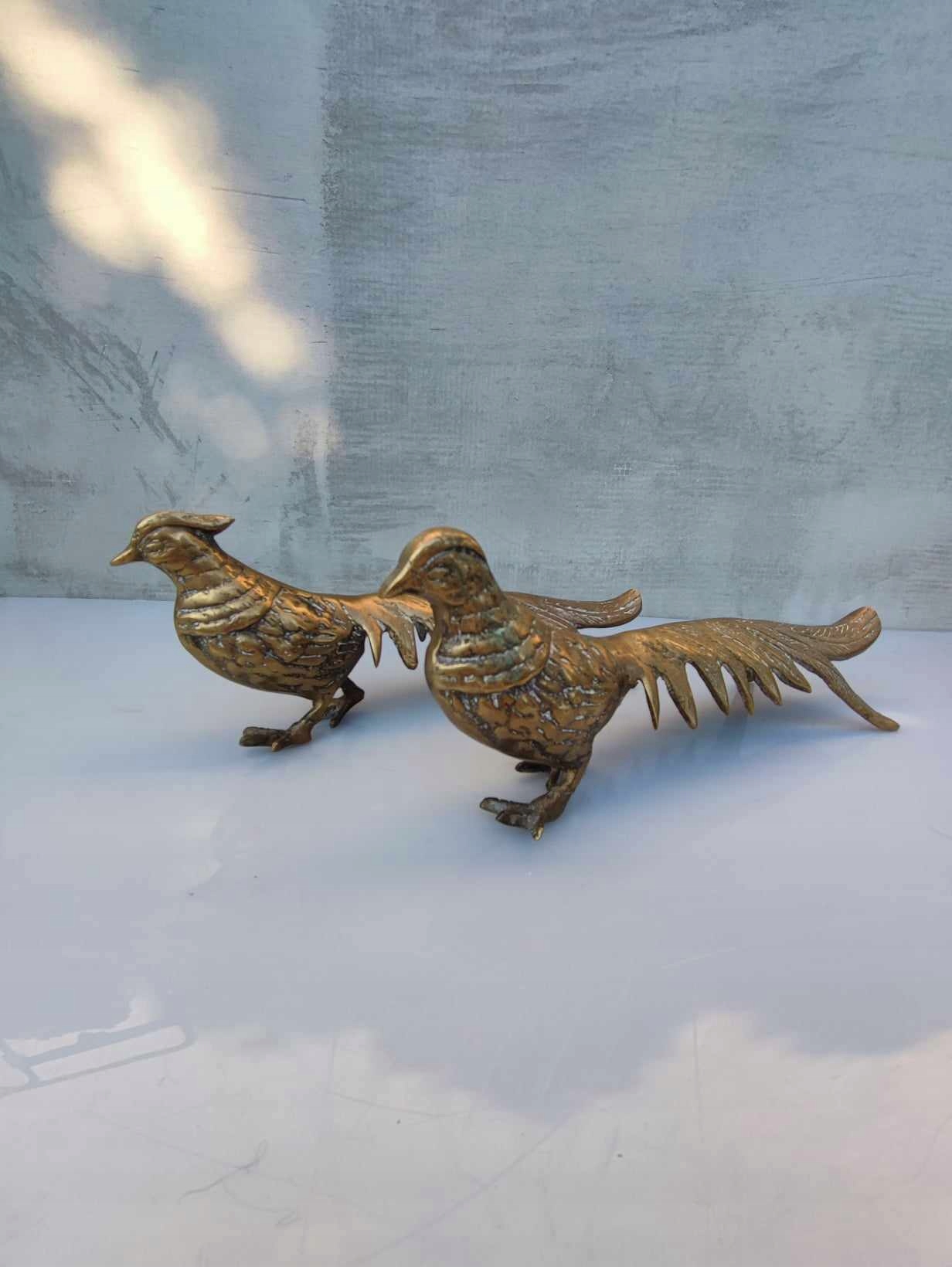 Samica Pawia - Niska cena na Allegro