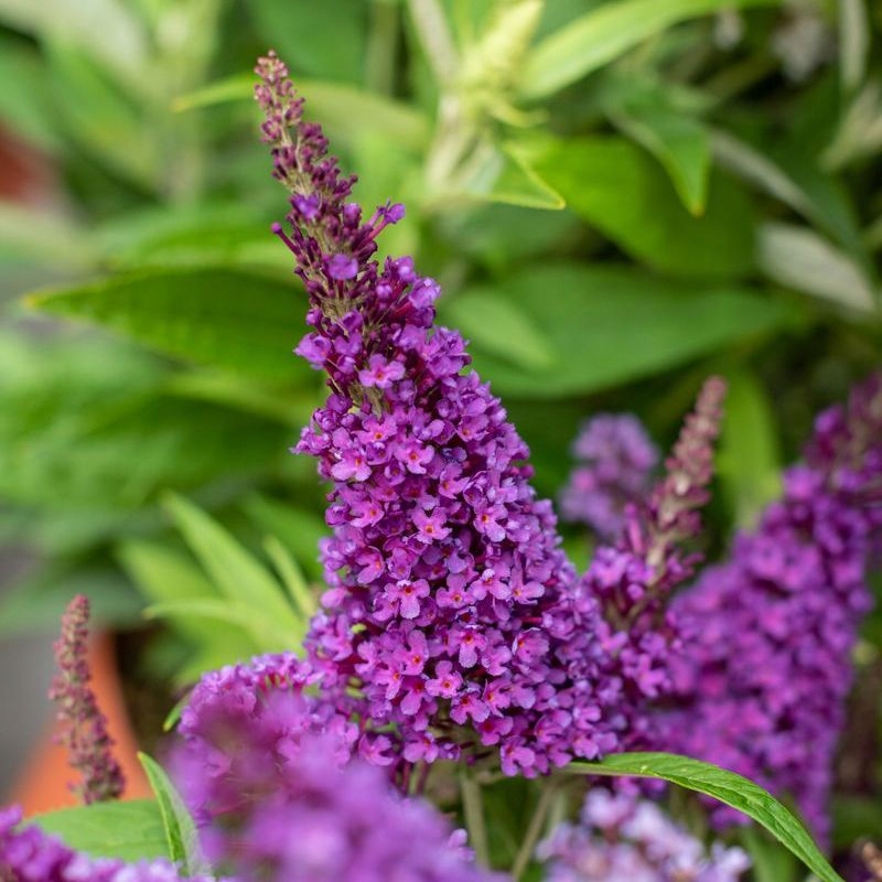 Budleja Davida Butterfly Candy Little Purple (buddleja davidii) | P11 ...