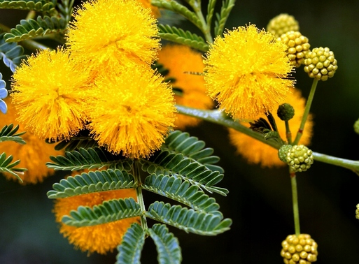 NASIONA ŻÓŁTA MIMOZA WSTYDLIWA RUSZAJĄCA LIŚĆMI ROŚLINA . • Cena, Opinie • Drzewa i krzewy ...