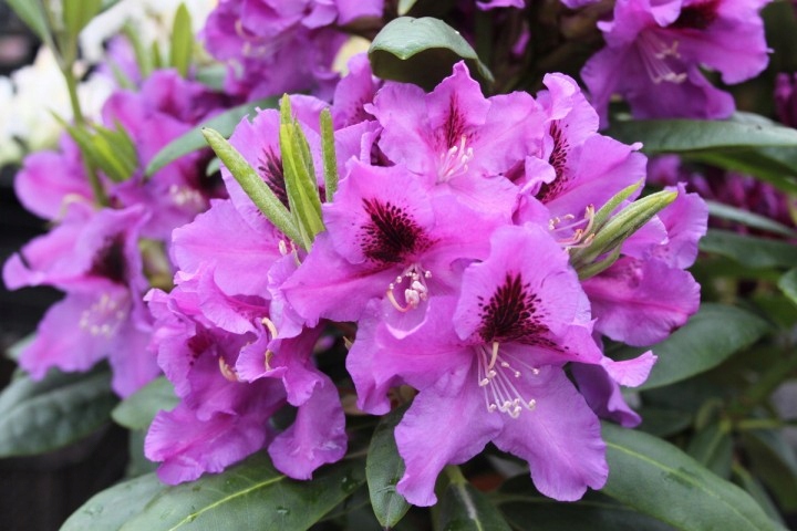 Rododendron Rasputin - Niska cena na Allegro.pl