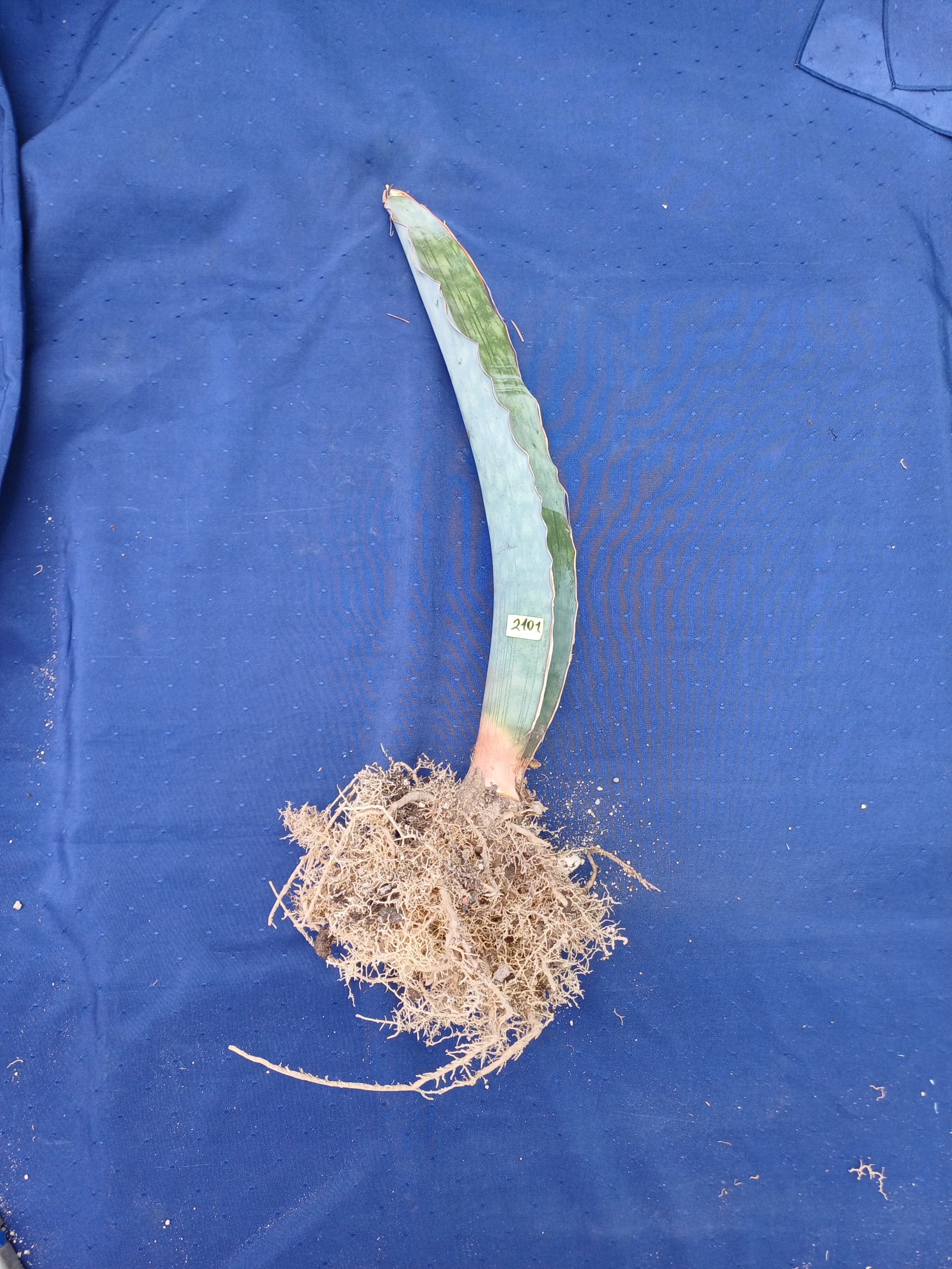 Sansevieria sadzonka w pojemniku 0,5-1l • Cena, Opinie • Rośliny doniczkowe 17659389510 • Allegro