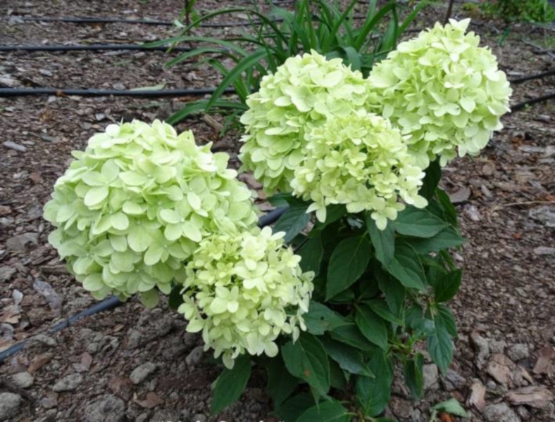 Hortensje sadzonka w pojemniku do 0,5l 30-50 cm • Cena, Opinie • Drzewa ...