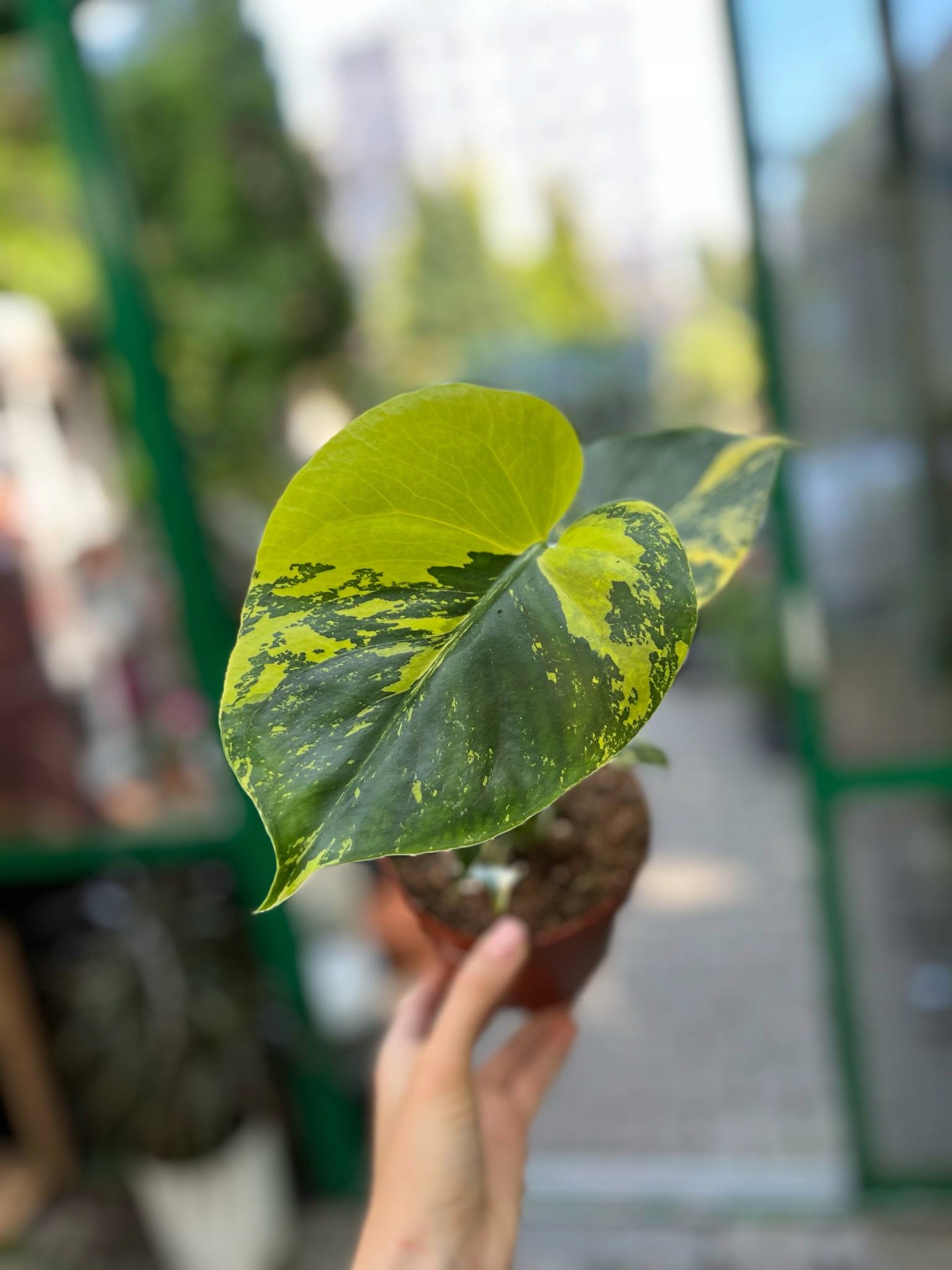 Monstera Aurea Variegata POM POM • Cena, Opinie • Rośliny doniczkowe 17641296039 • Allegro