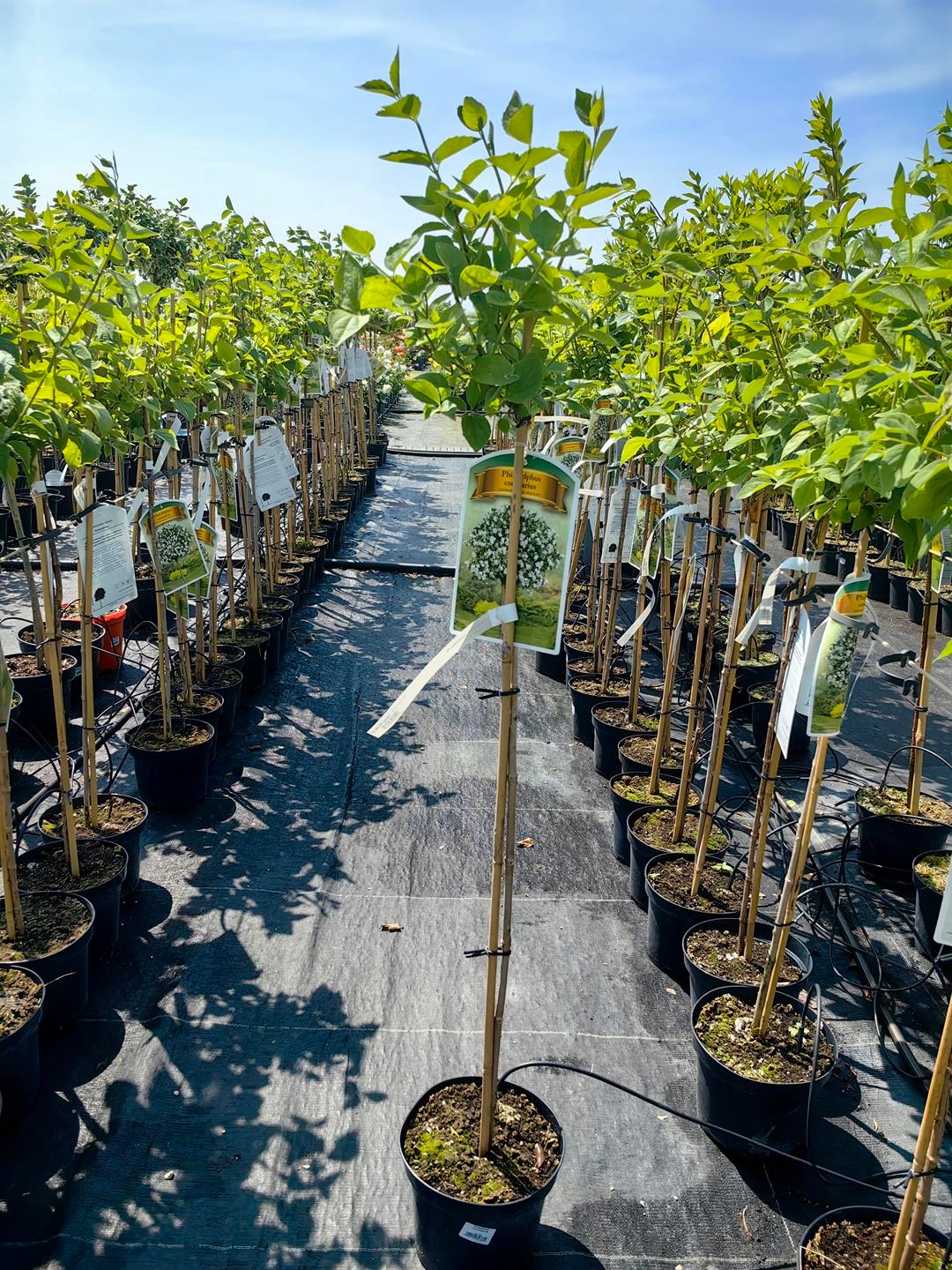 JAŚMINOWIEC WONNY Duża sadzonka szczepiona na pniu • Cena, Opinie ...